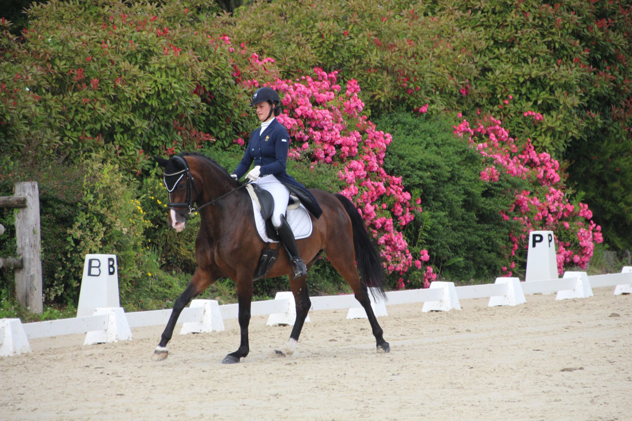 Stages - Comité Régional d'Equitation de Normandie - COREN